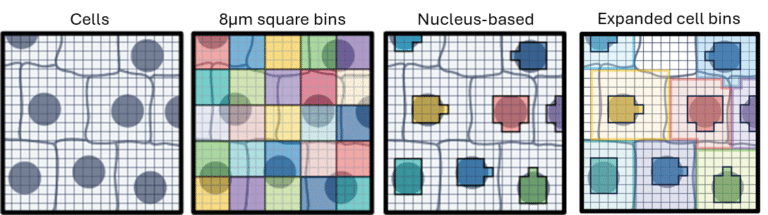 10x Genomics Visium Spatial Transcriptomics