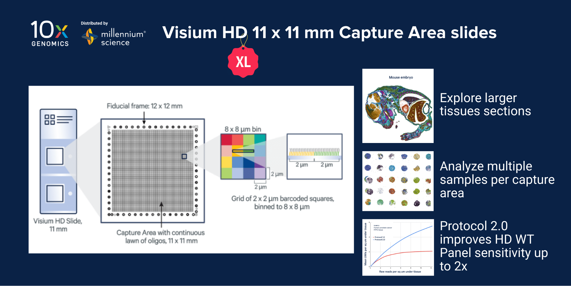 10x Genomics Visium Spatial Transcriptomics